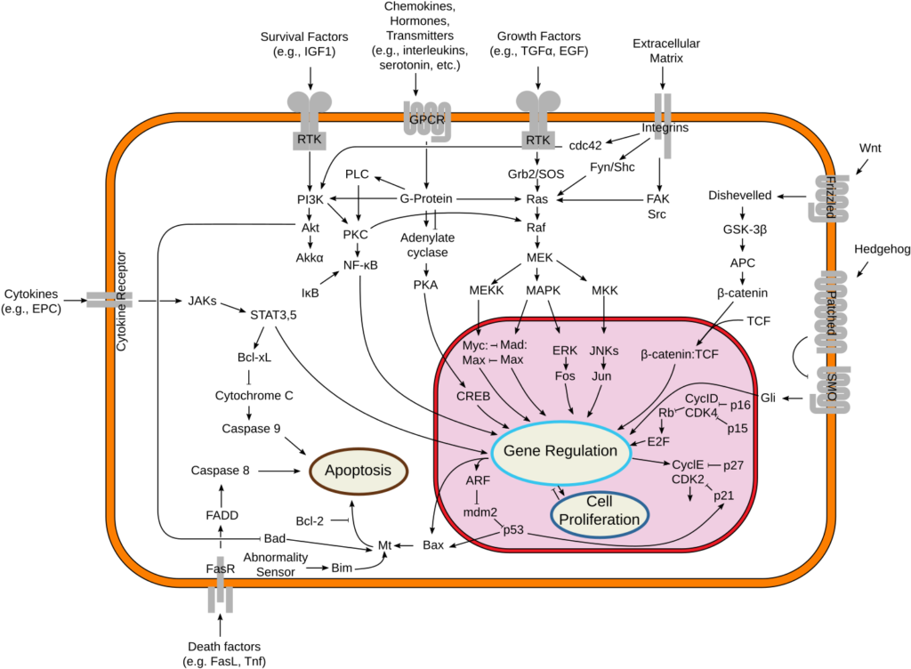 1471px-Signal_transduction_pathways.svg - Marginal REVOLUTION